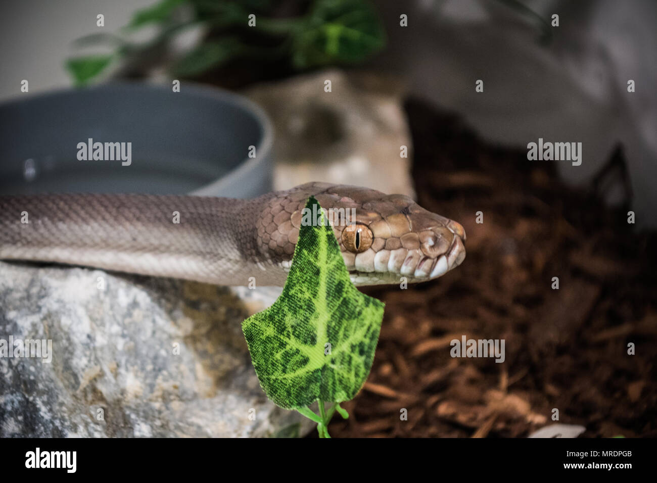 Python tanimbar Banque de photographies et d’images à haute résolution ...