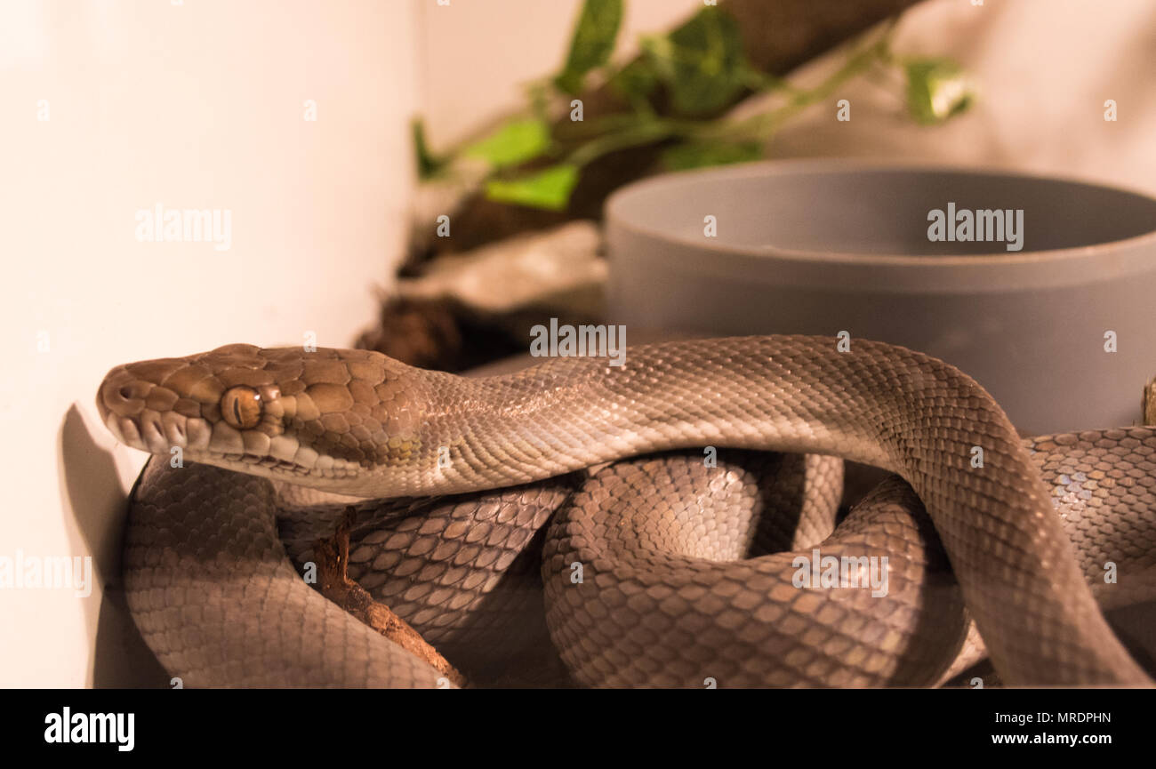 Python tanimbar Banque de photographies et d’images à haute résolution ...