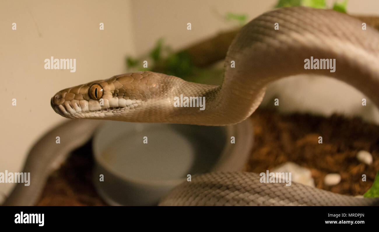 Labial pits Banque de photographies et d’images à haute résolution - Alamy