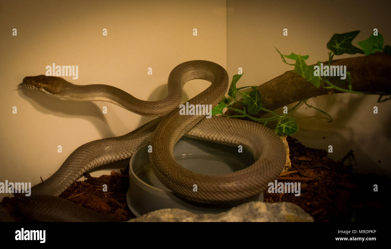 Labial pits Banque de photographies et d’images à haute résolution - Alamy