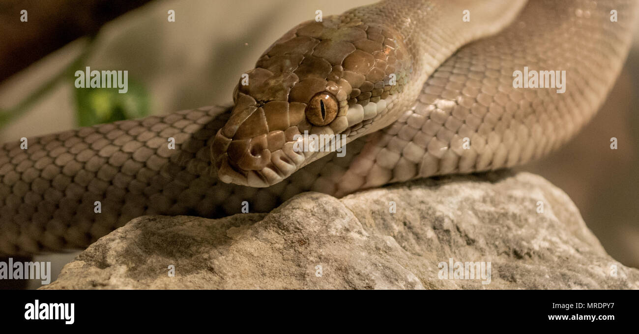 Labial pits Banque de photographies et d’images à haute résolution - Alamy