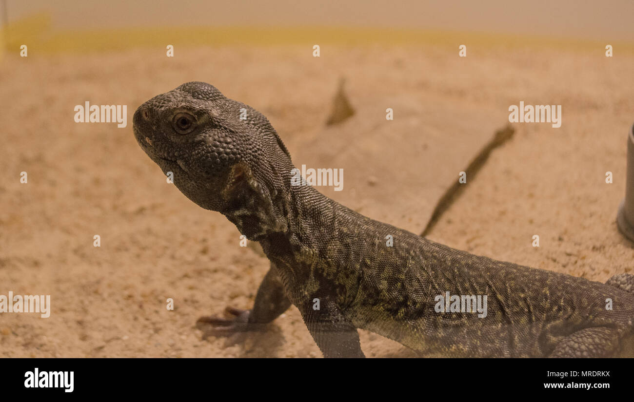 Moroccan spiny tailed lizard uromastyx acanthinurus Banque de ...