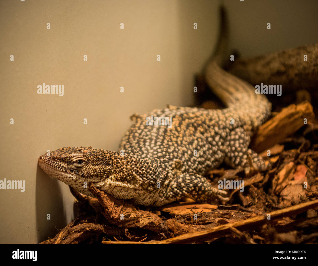 Varanus storri Banque de photographies et d’images à haute résolution ...