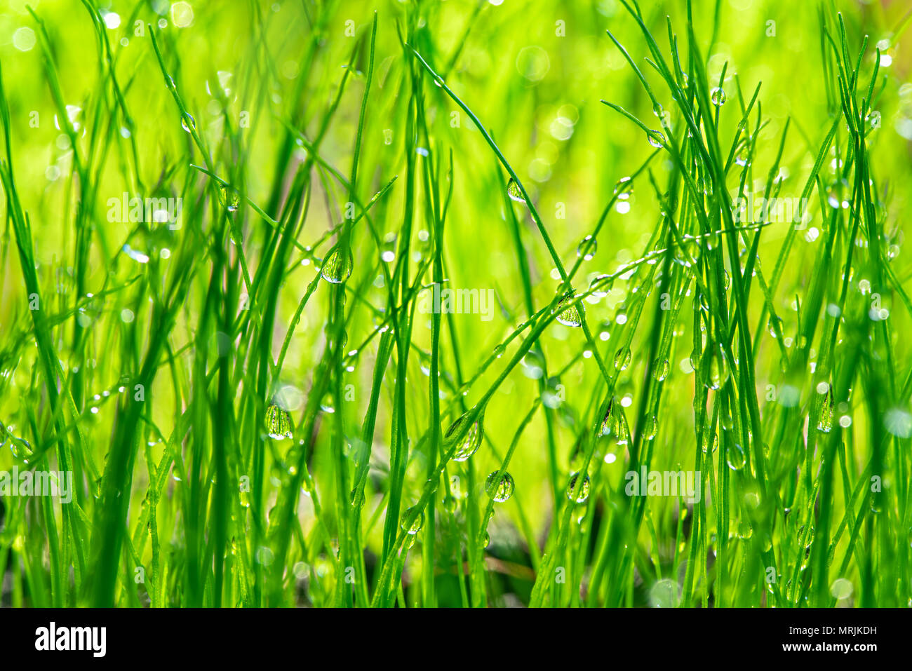 Plante verte humide Banque de photographies et d’images à haute ...