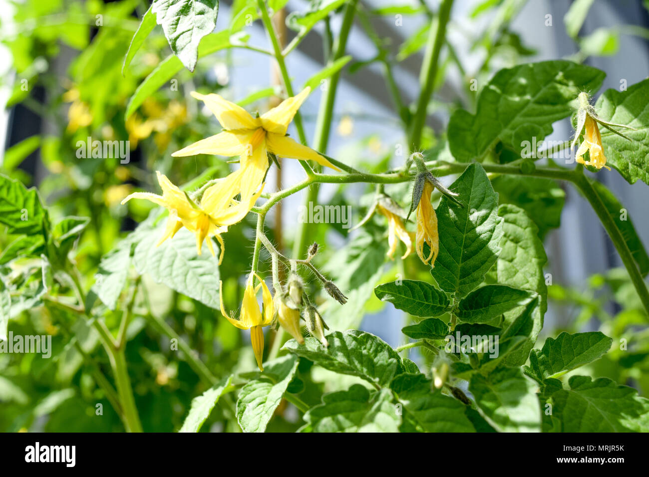 Une tomate fleurie Banque de photographies et d’images à haute ...