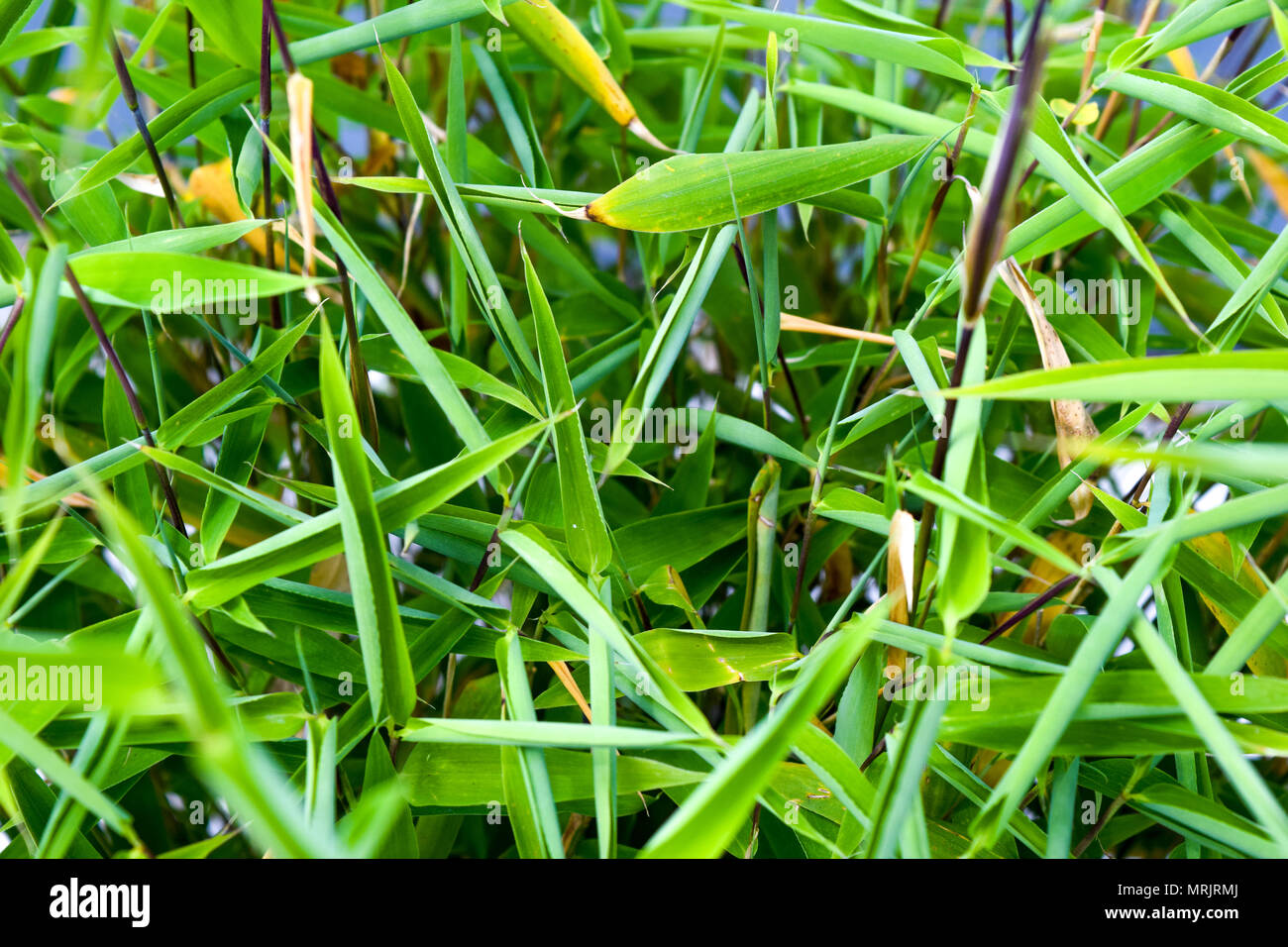 Feuille De Bambou Banque d'image et photos - Alamy