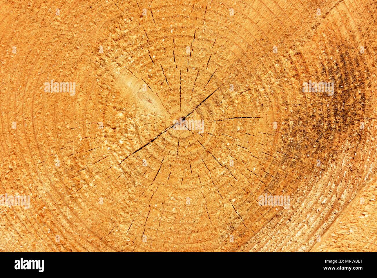 Log cross section Banque de photographies et d’images à haute ...