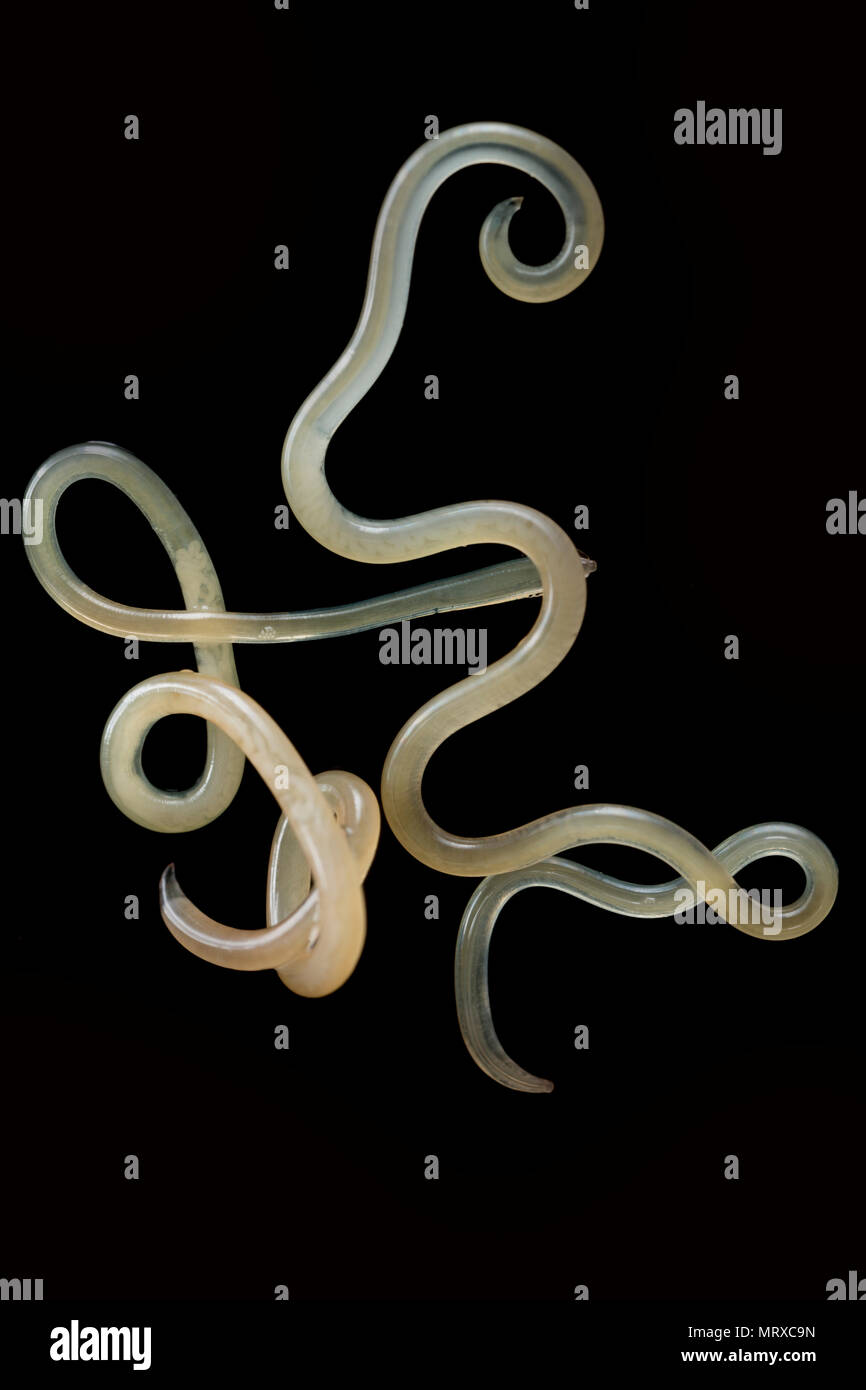 Vers Intestinaux Banque d'image et photos - Alamy