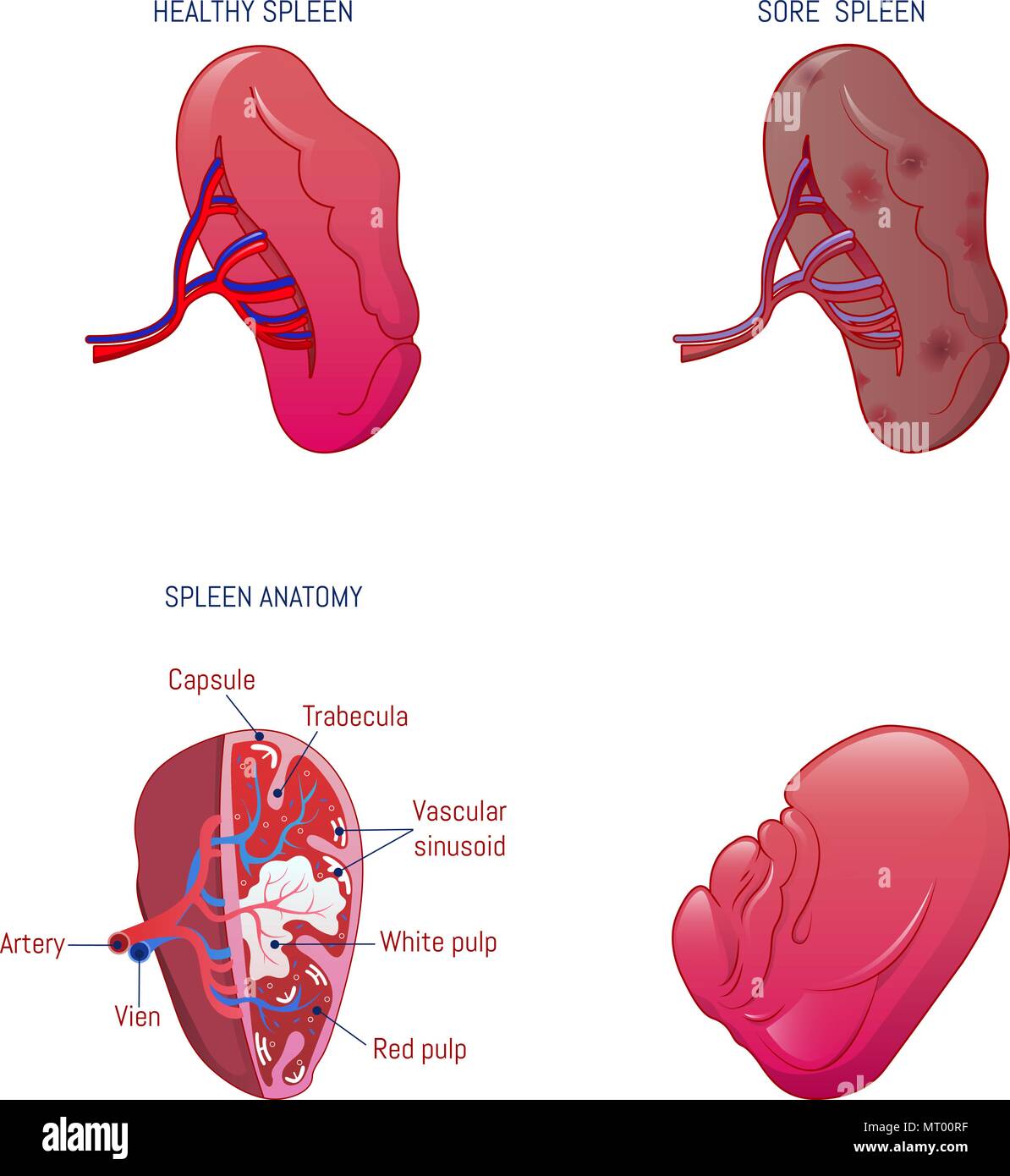 Anatomie de la rate la laitance, cartoon style icons set Image ...