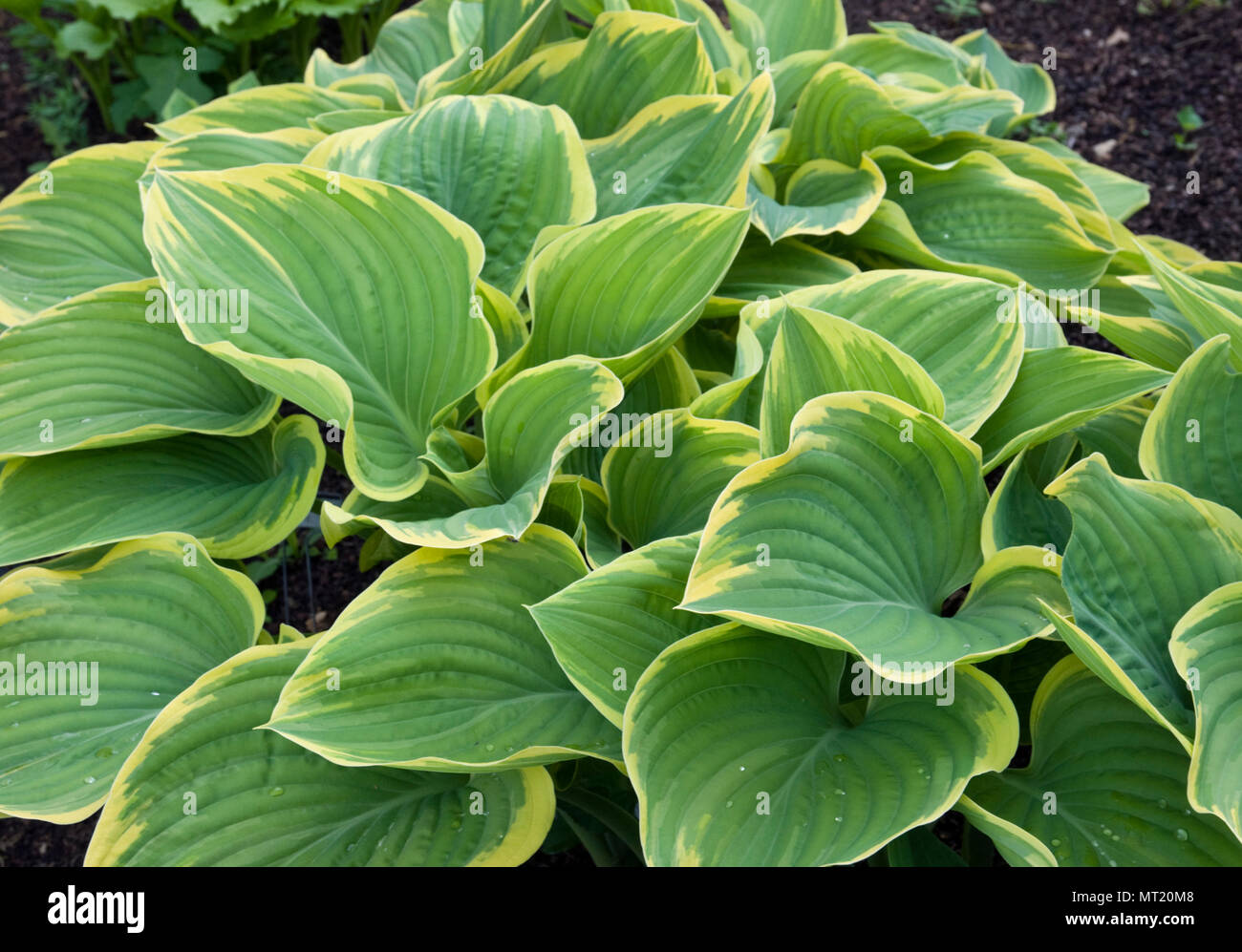 Hosta vivace Banque de photographies et d’images à haute résolution - Alamy