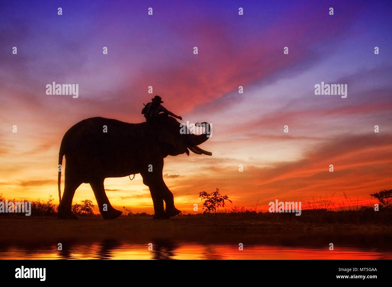 Cornac debout Banque de photographies et d’images à haute résolution ...