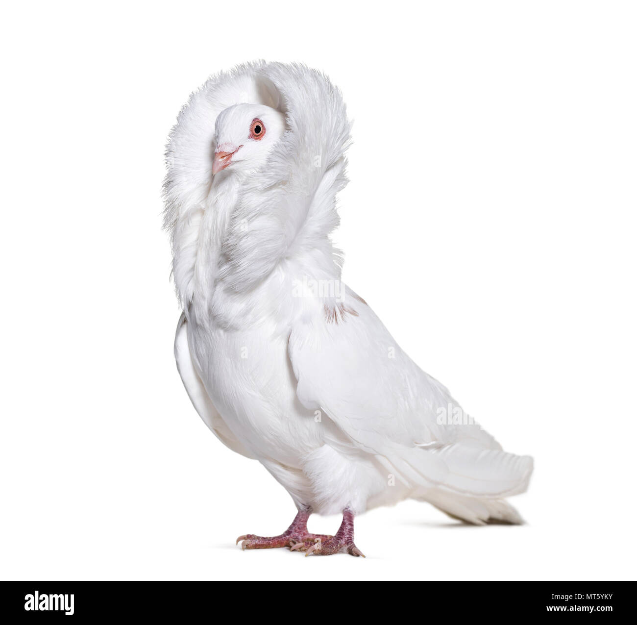 Capucin Pigeon Banque d'image et photos - Alamy