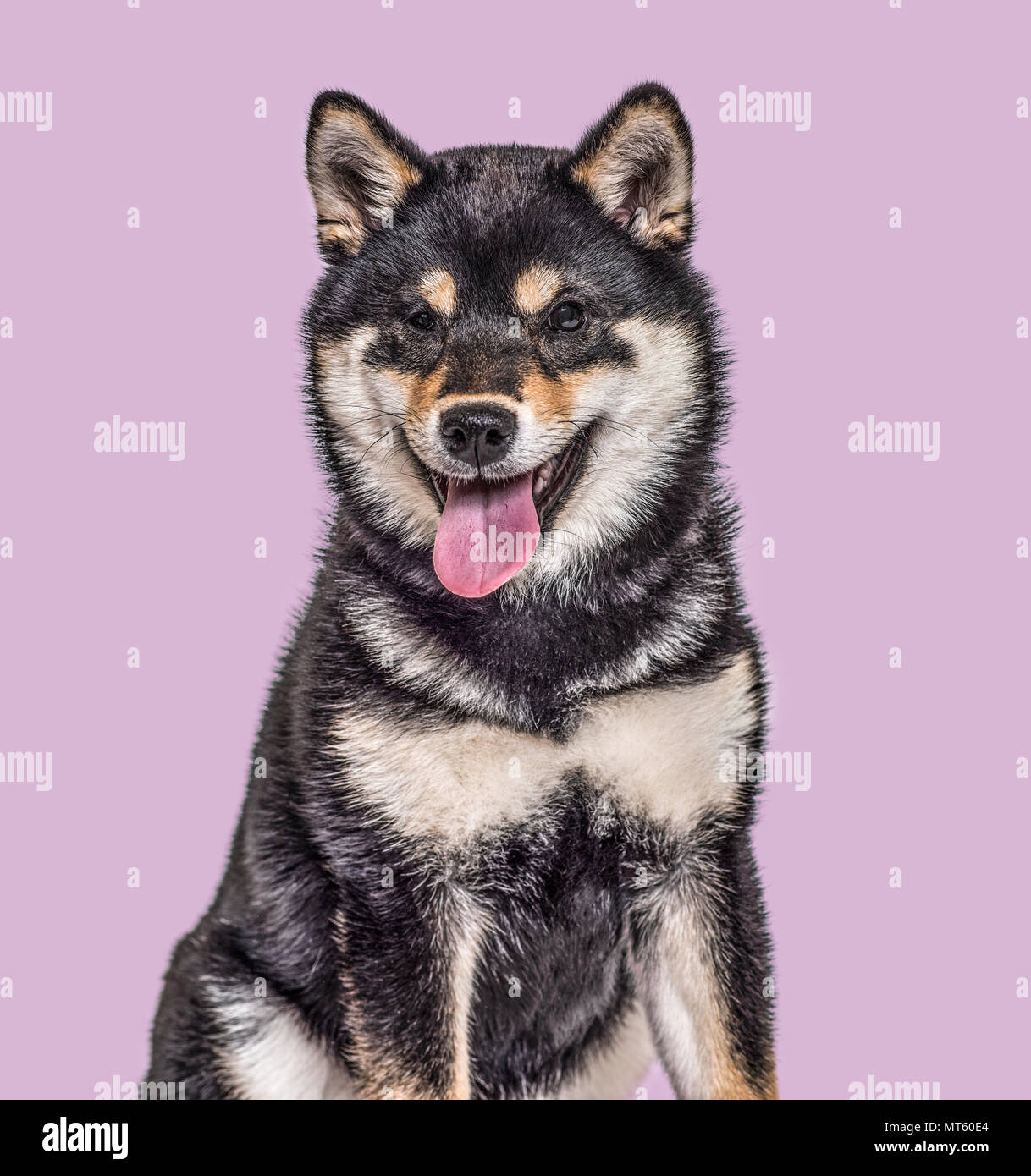 Black and tan shiba inu Banque de photographies et d’images à haute ...