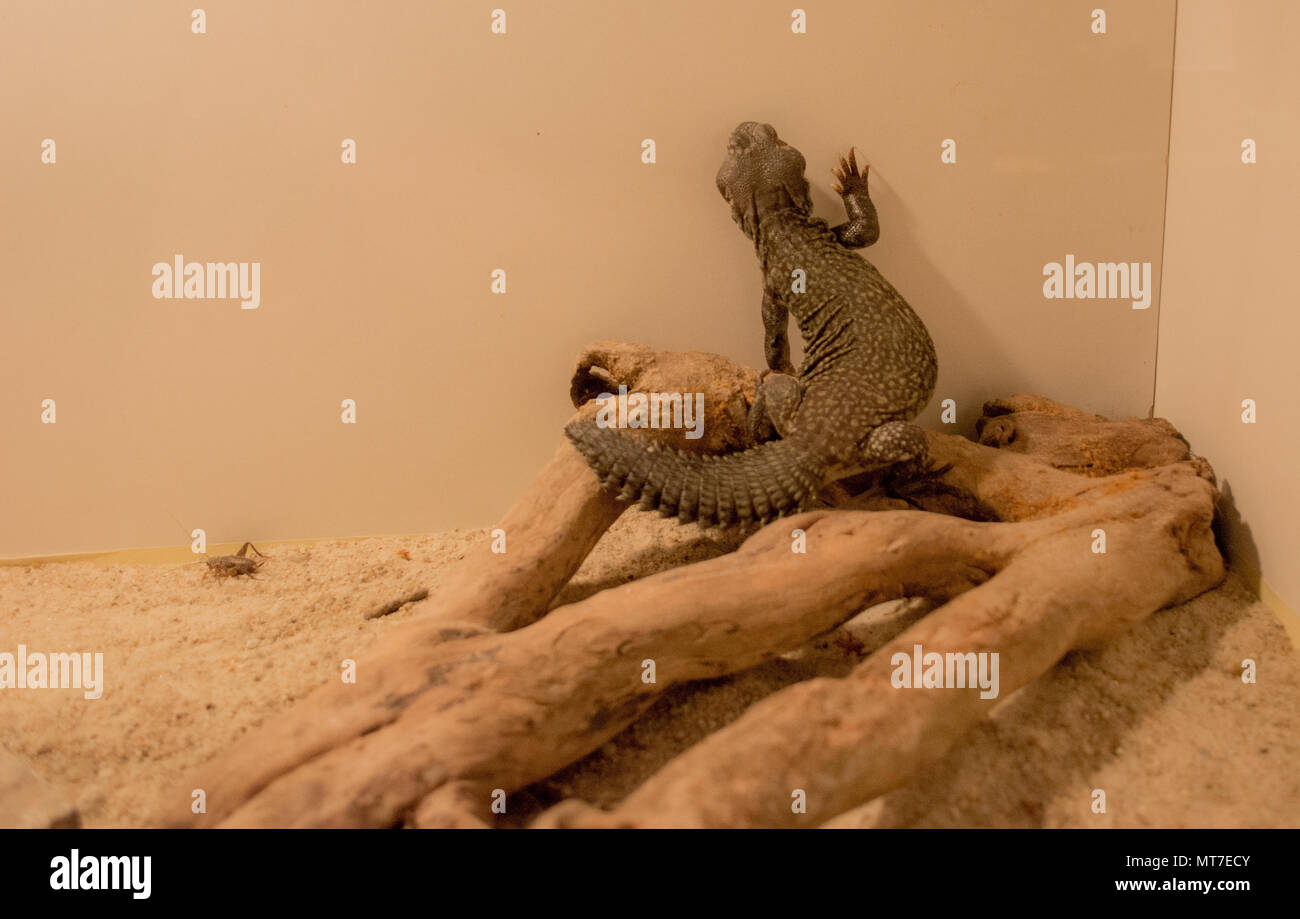 Moroccan spiny tailed lizard uromastyx acanthinurus Banque de ...
