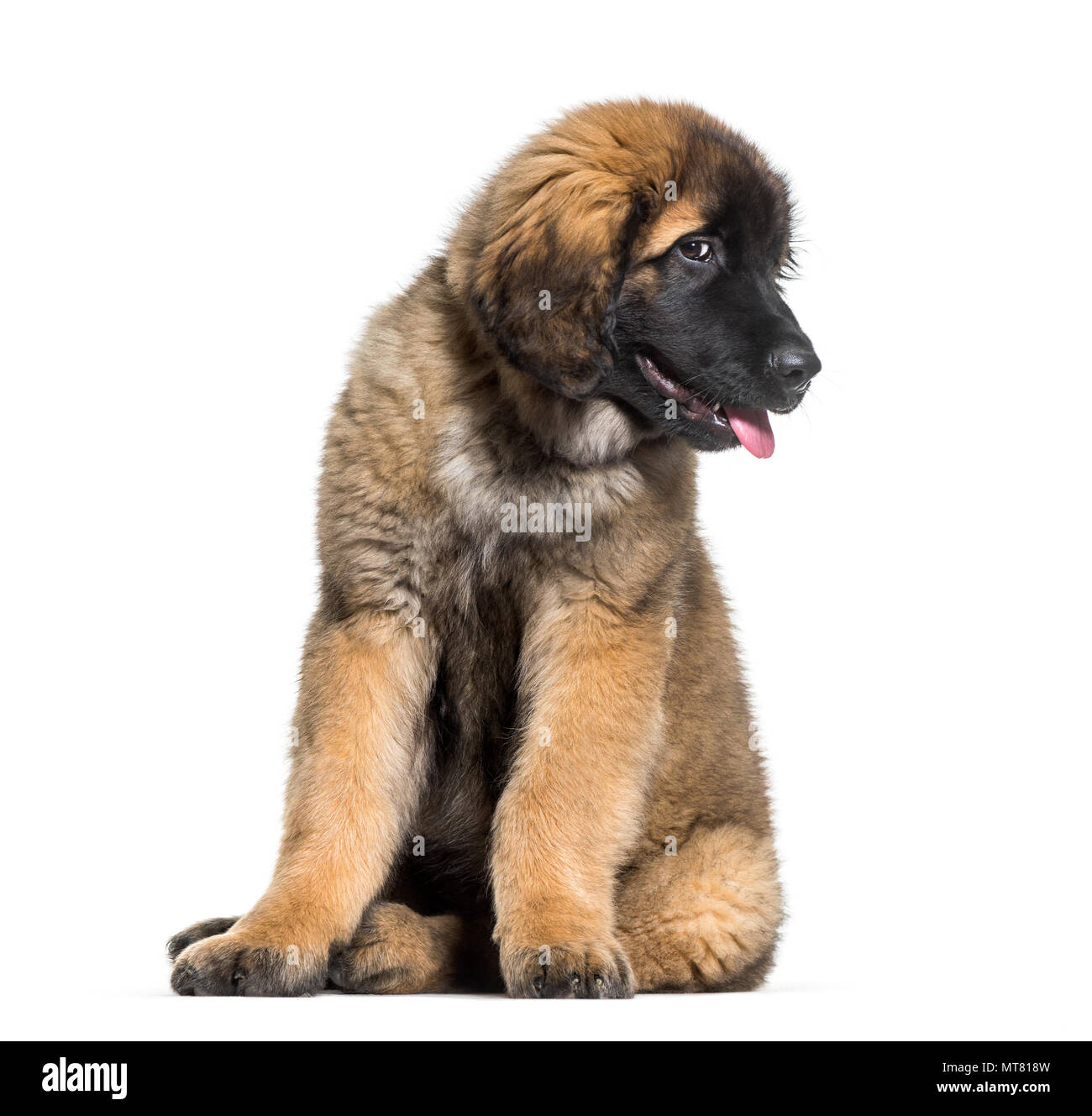 Chiot Leonberger Banque d'image et photos - Alamy
