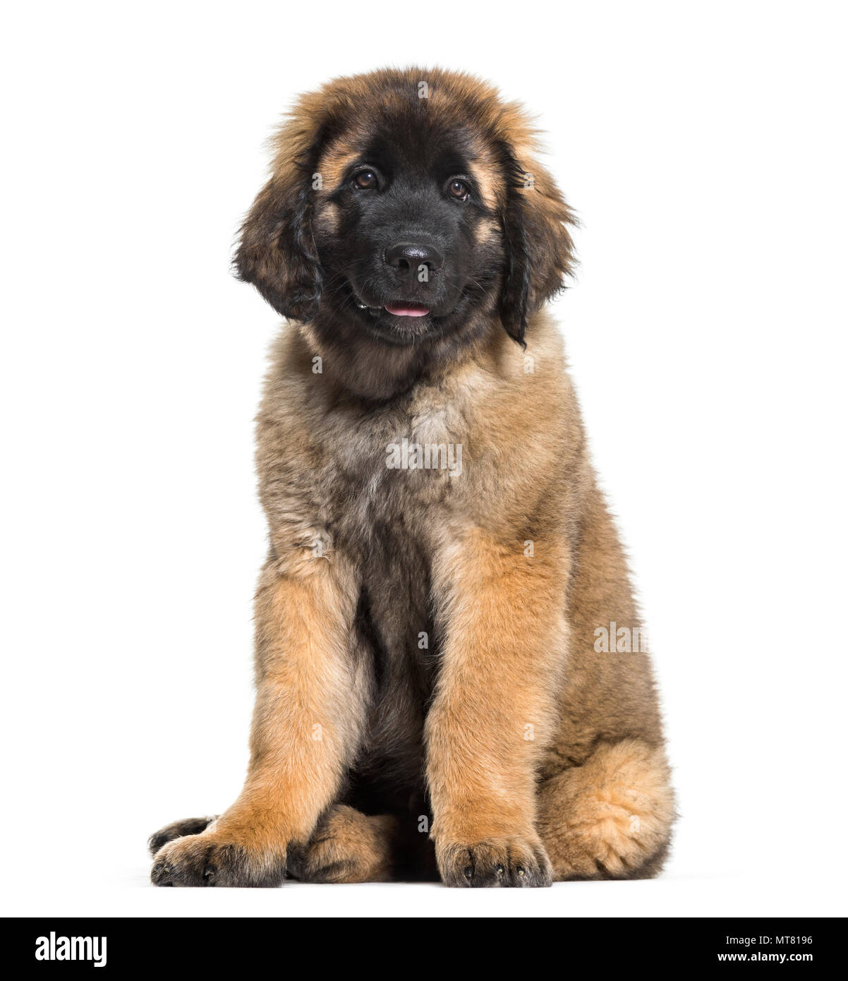 Chiot leonberger Banque de photographies et d’images à haute résolution ...