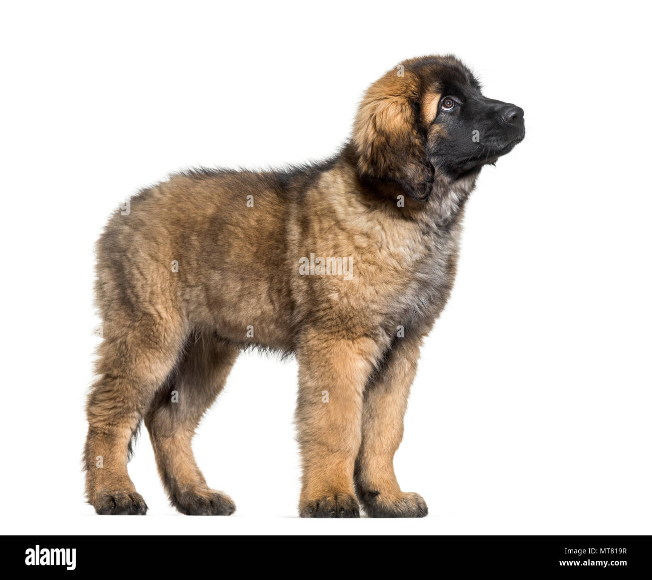 Chiot leonberger Banque de photographies et d’images à haute résolution ...