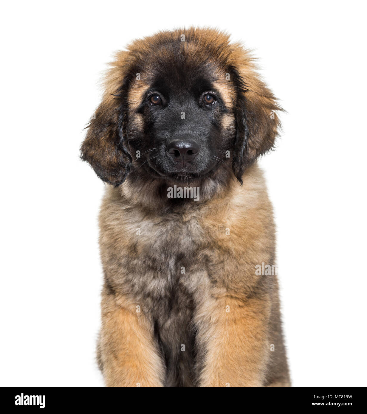 Chiot leonberger Banque de photographies et d’images à haute résolution ...