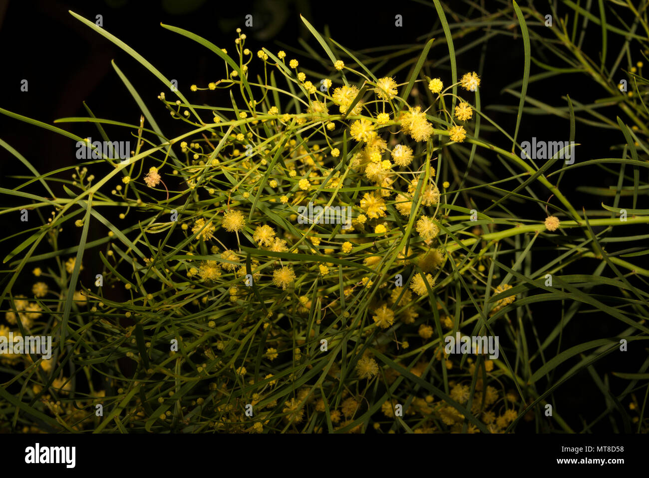 Flinders range wattle Banque de photographies et d’images à haute ...