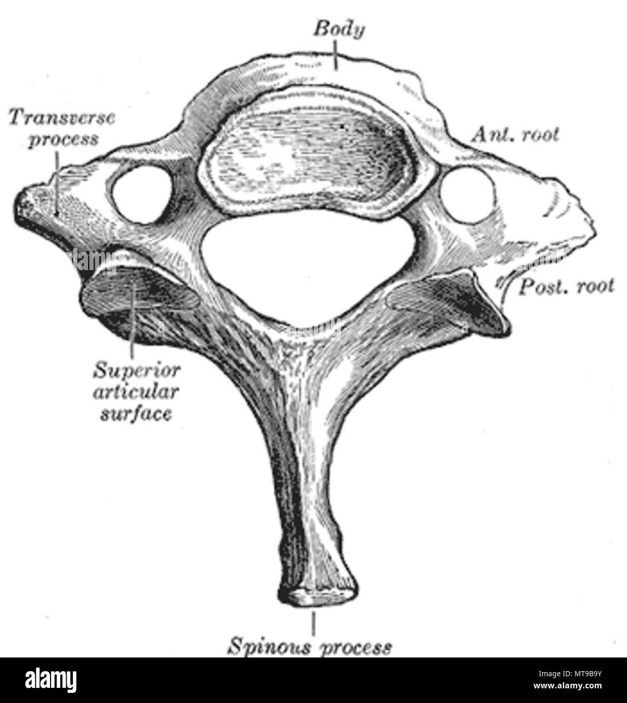Cervical Vertebra Photos & Cervical Vertebra Images - Page 5 - Alamy