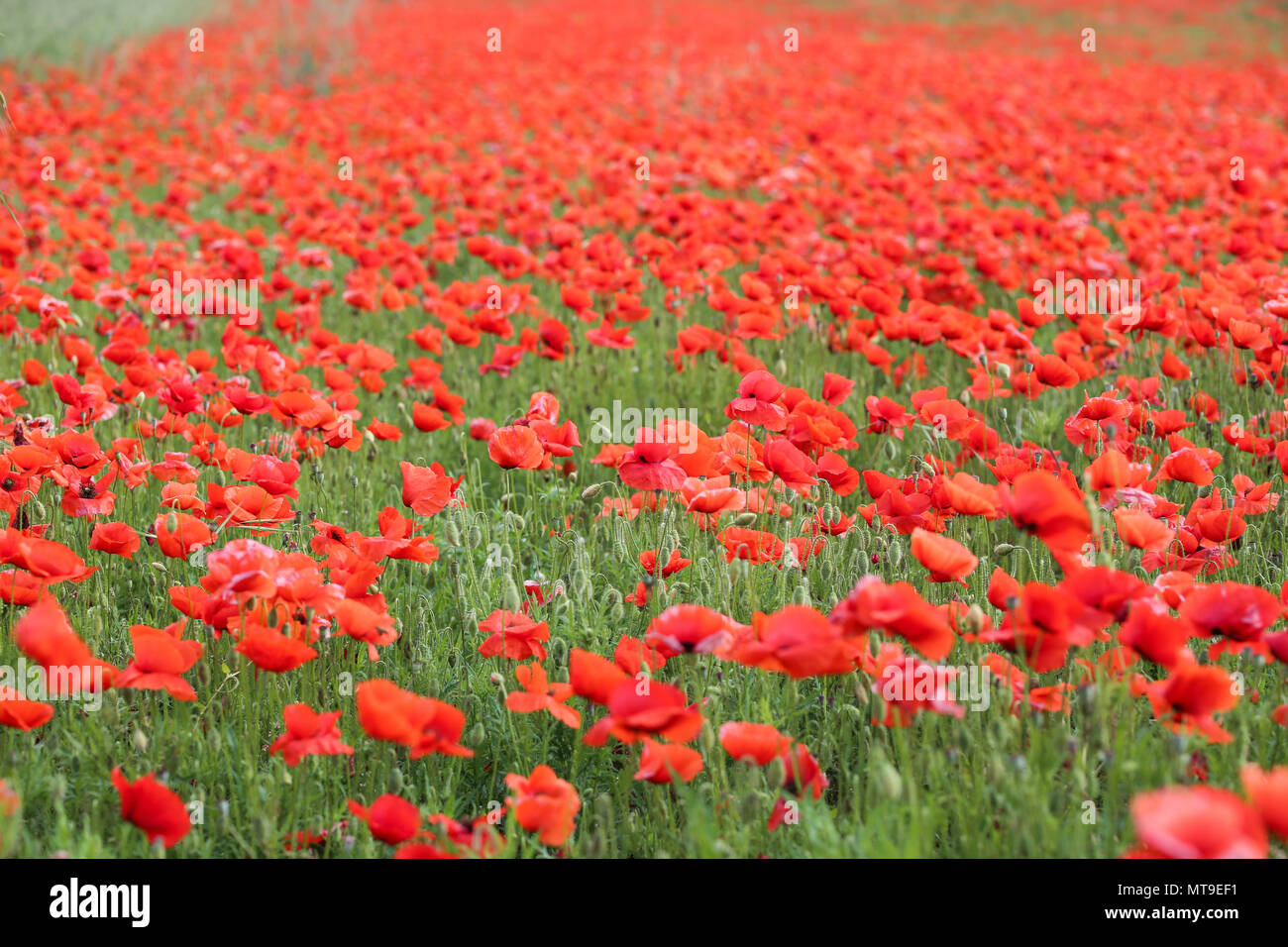 Plante De Pavot Banque d'image et photos - Alamy