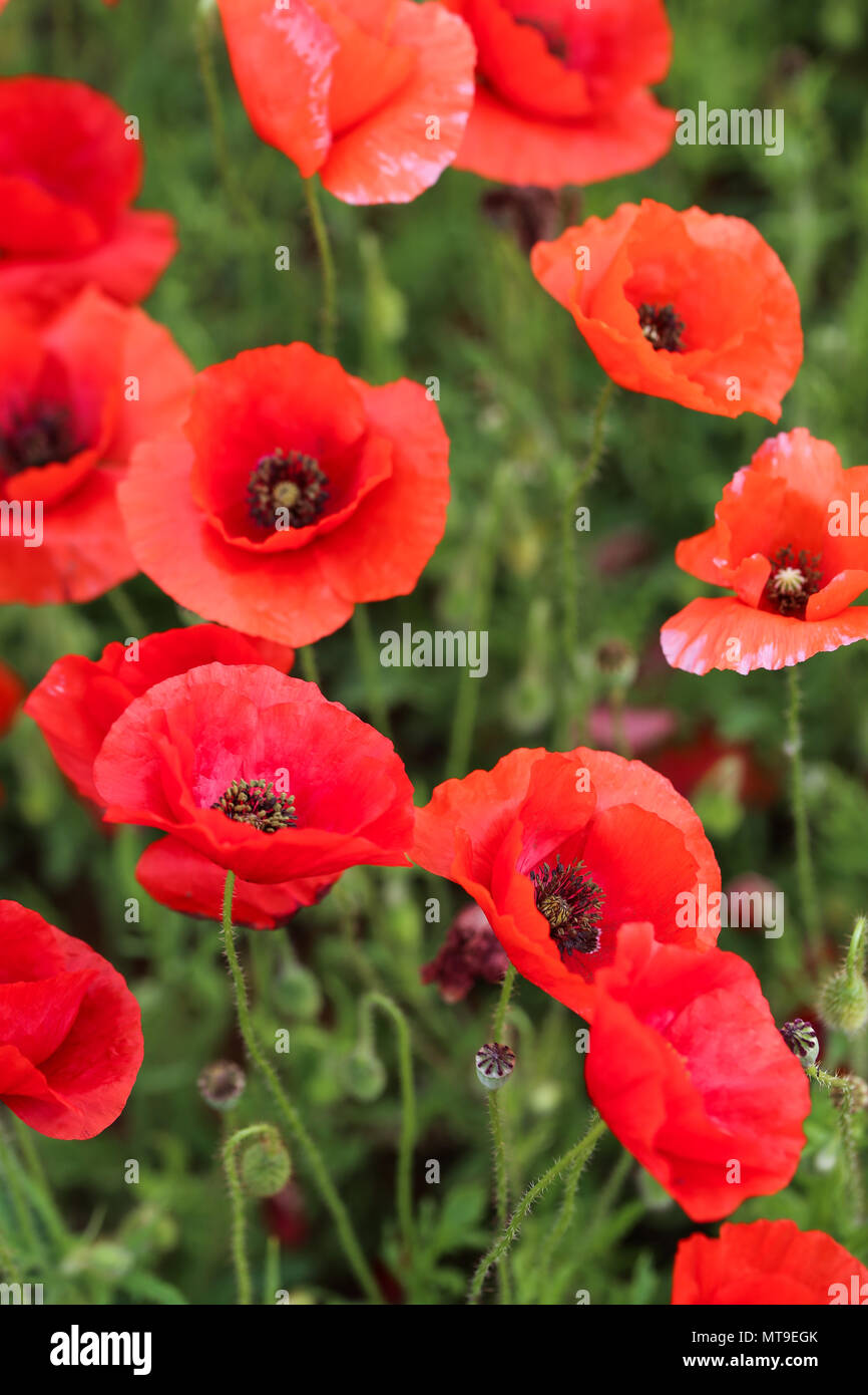 Champ De Fleurs Rouges Banque d'image et photos - Alamy