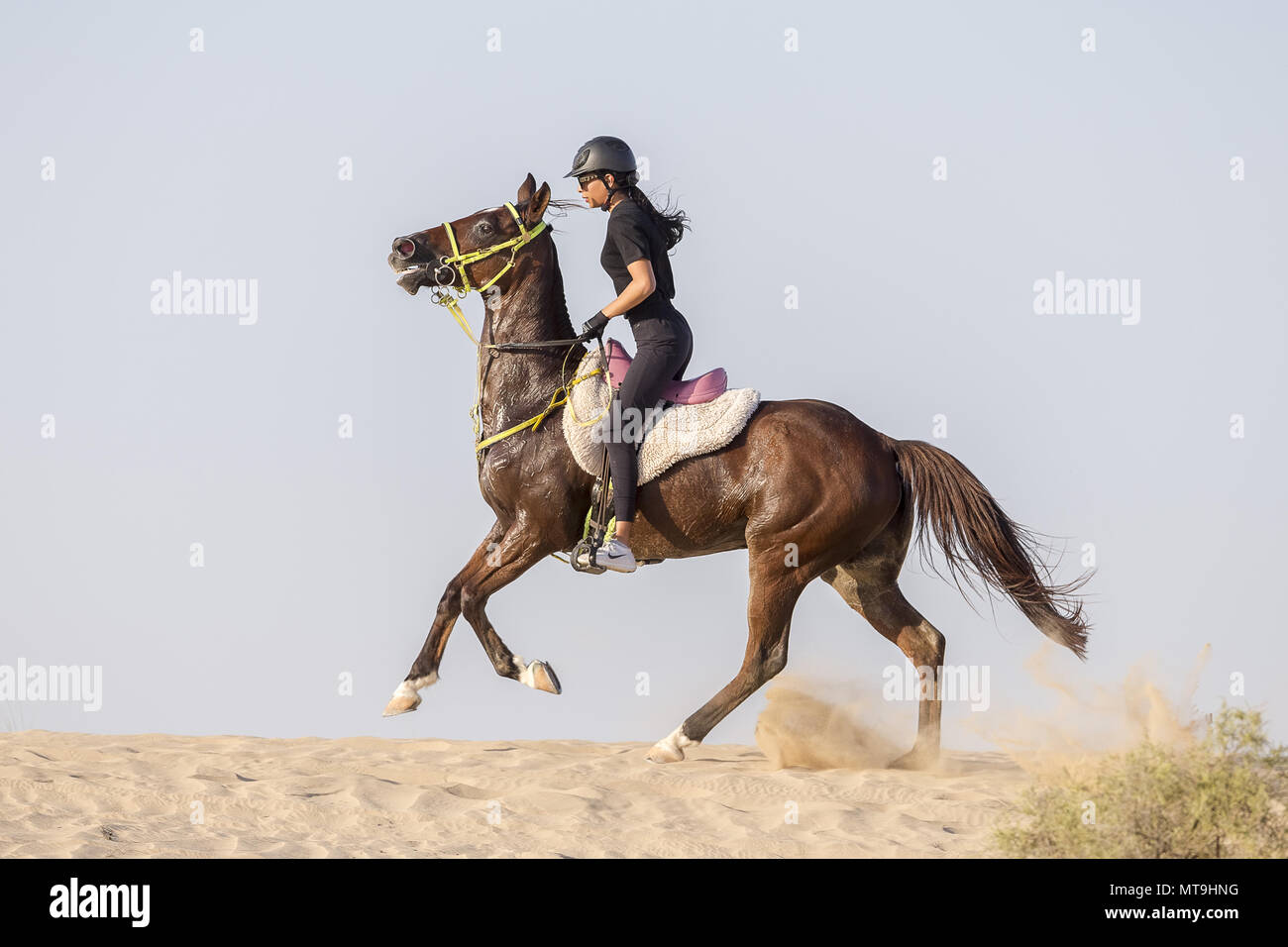 Cheval arabe au galop Banque de photographies et d’images à haute ...