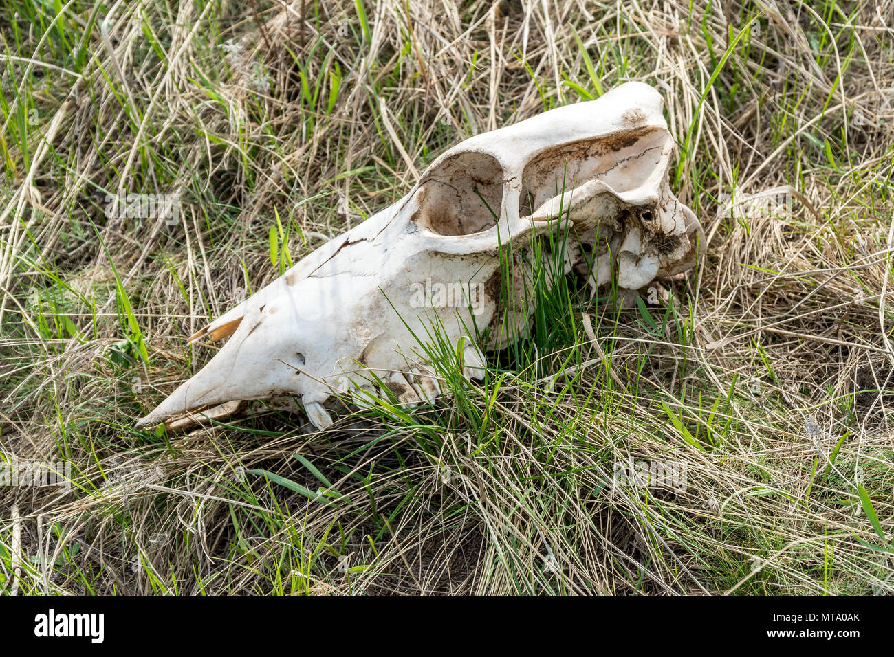 Crâne herbivore et carnivore Banque de photographies et d’images à ...