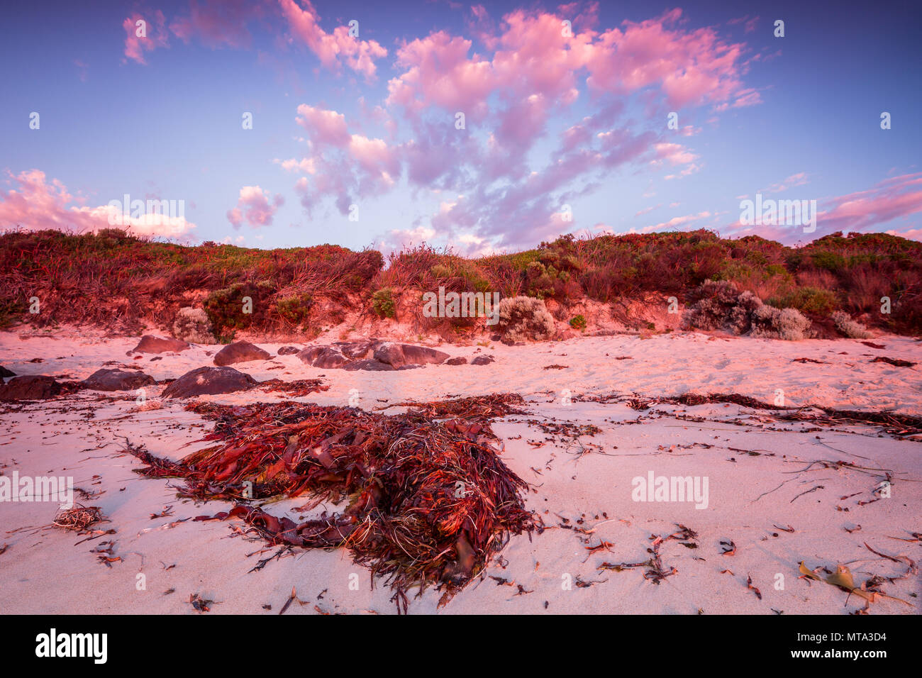 Algues sur la plage Banque de photographies et d’images à haute ...