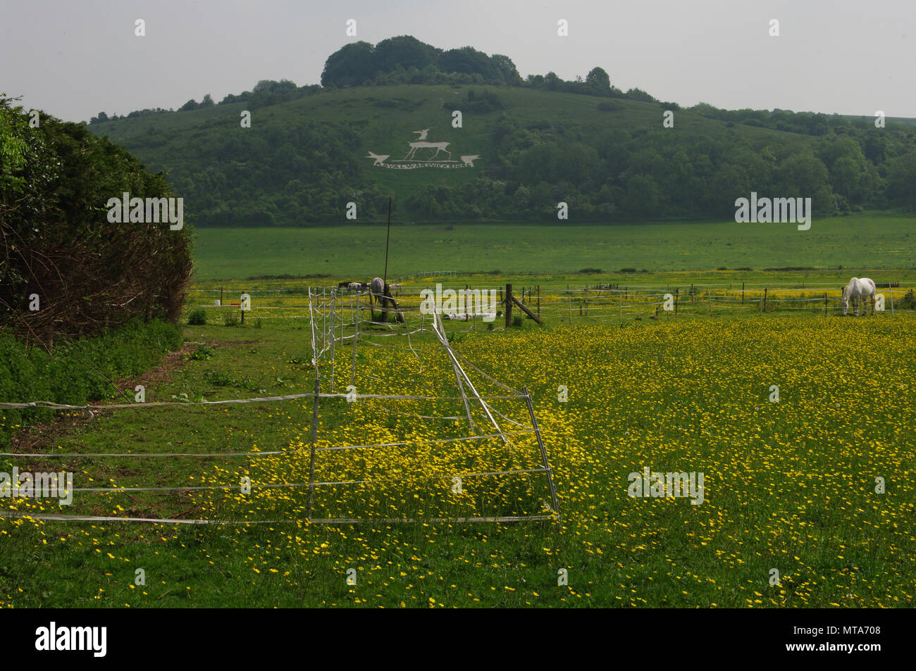 Insignes fovants Banque de photographies et d’images à haute résolution ...