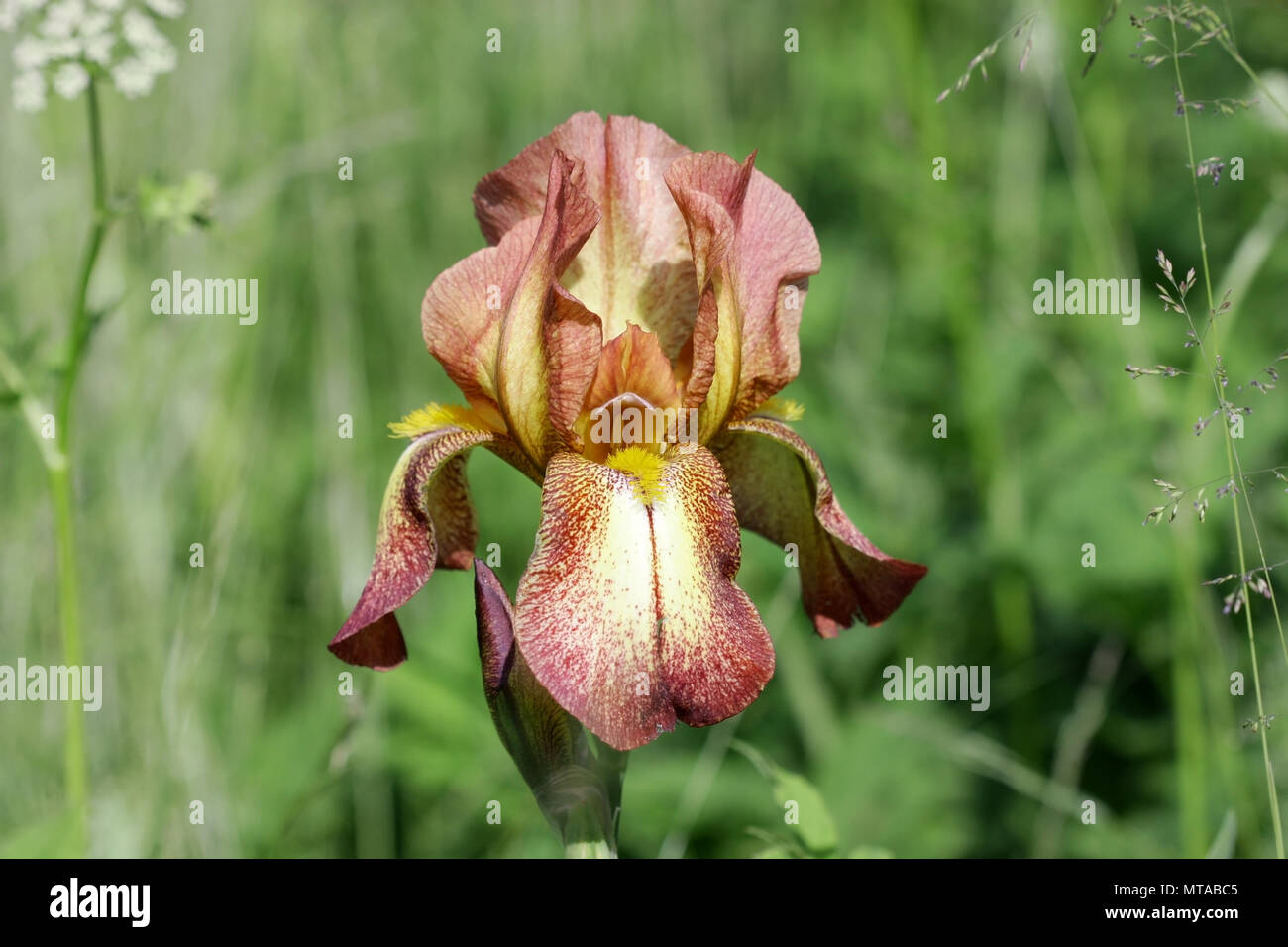 Coloration brun vert Banque de photographies et d’images à haute ...