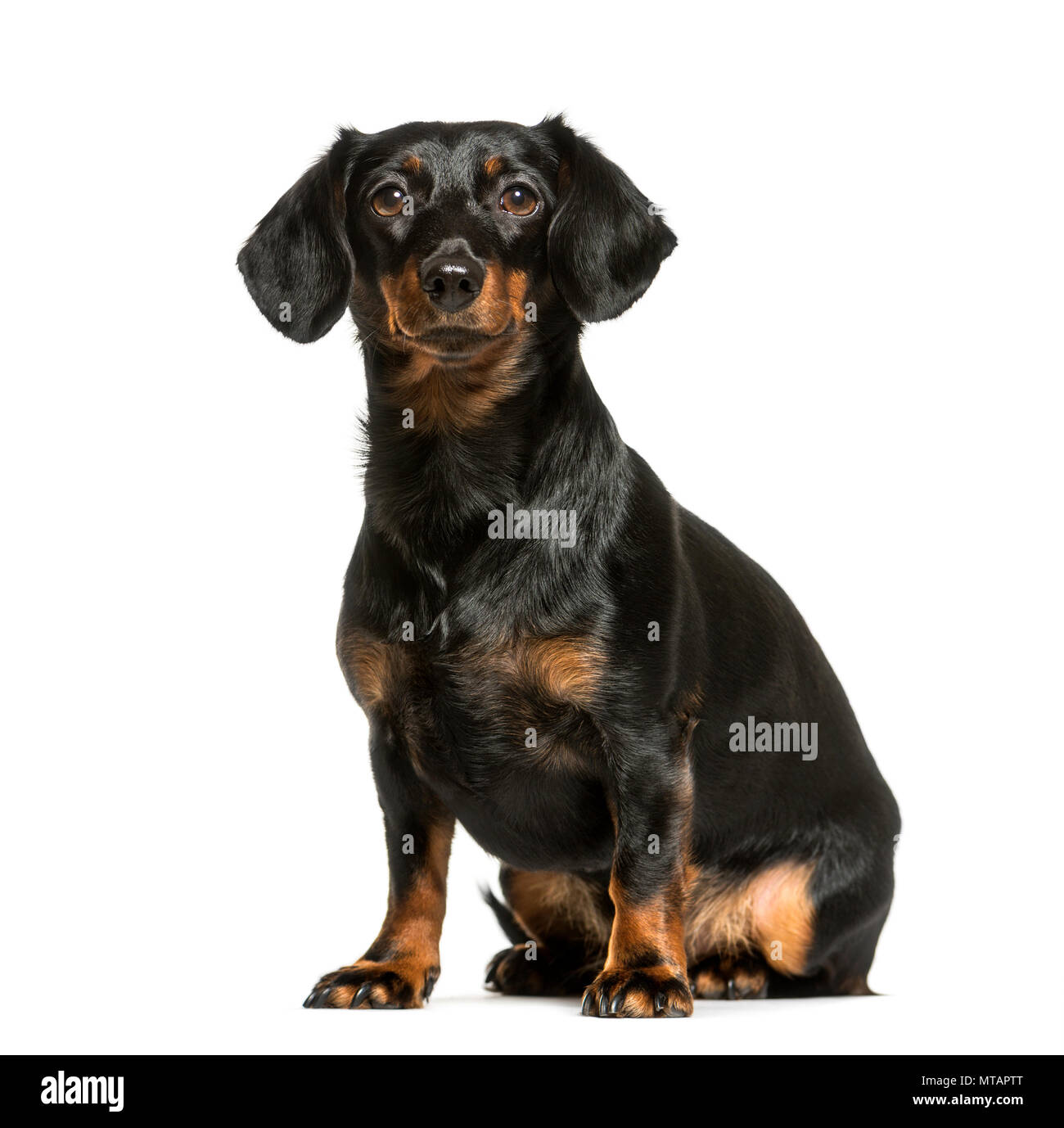 Teckel assis Banque de photographies et d’images à haute résolution ...