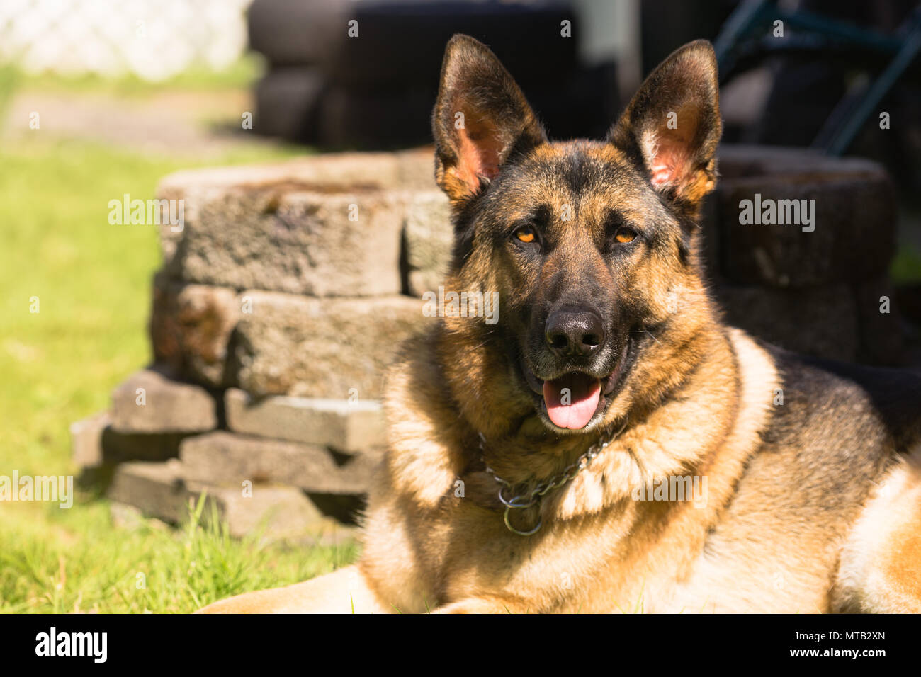 Le meilleur ami de l'homme le Berger Allemand pure race, portant dans l ...