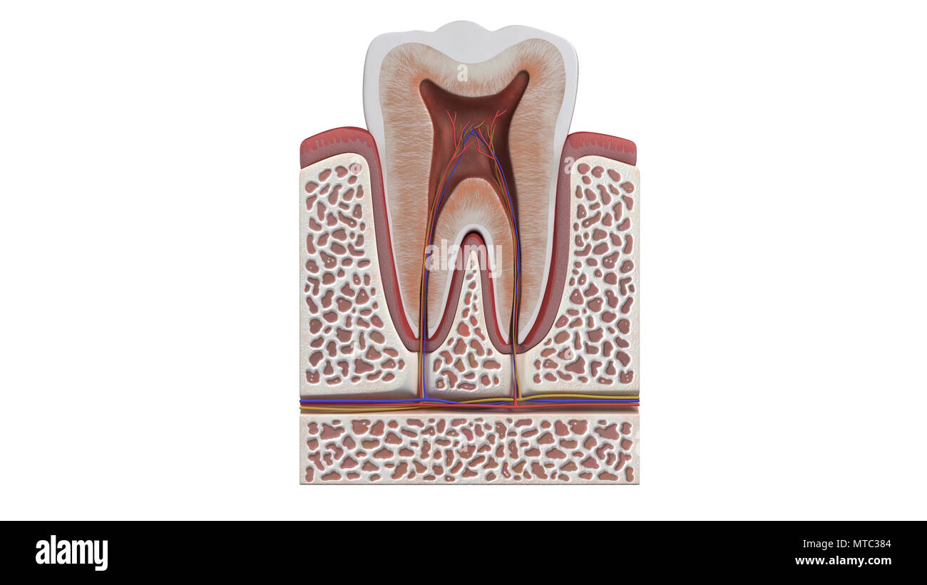 Anatomie de la dent Banque d'images détourées - Alamy