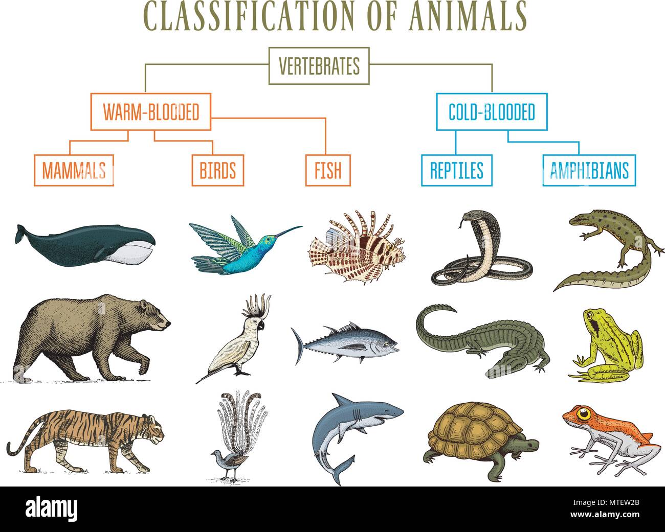 Classification des animaux. Reptiles Amphibiens Mammifères Oiseaux ...
