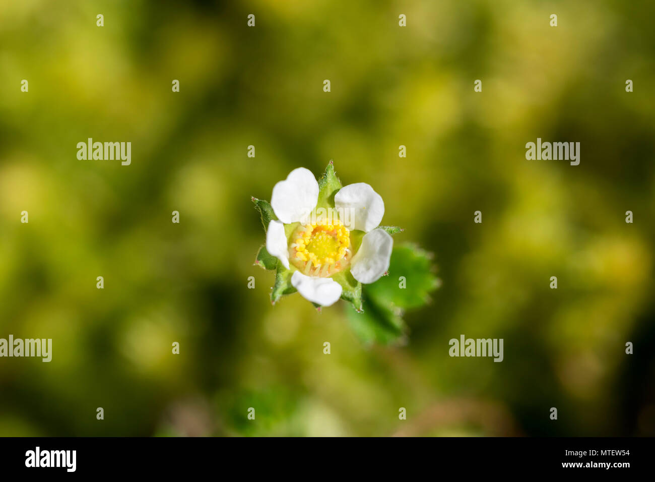 Fraisier sauvage fleur et fruit Banque de photographies et d’images à ...