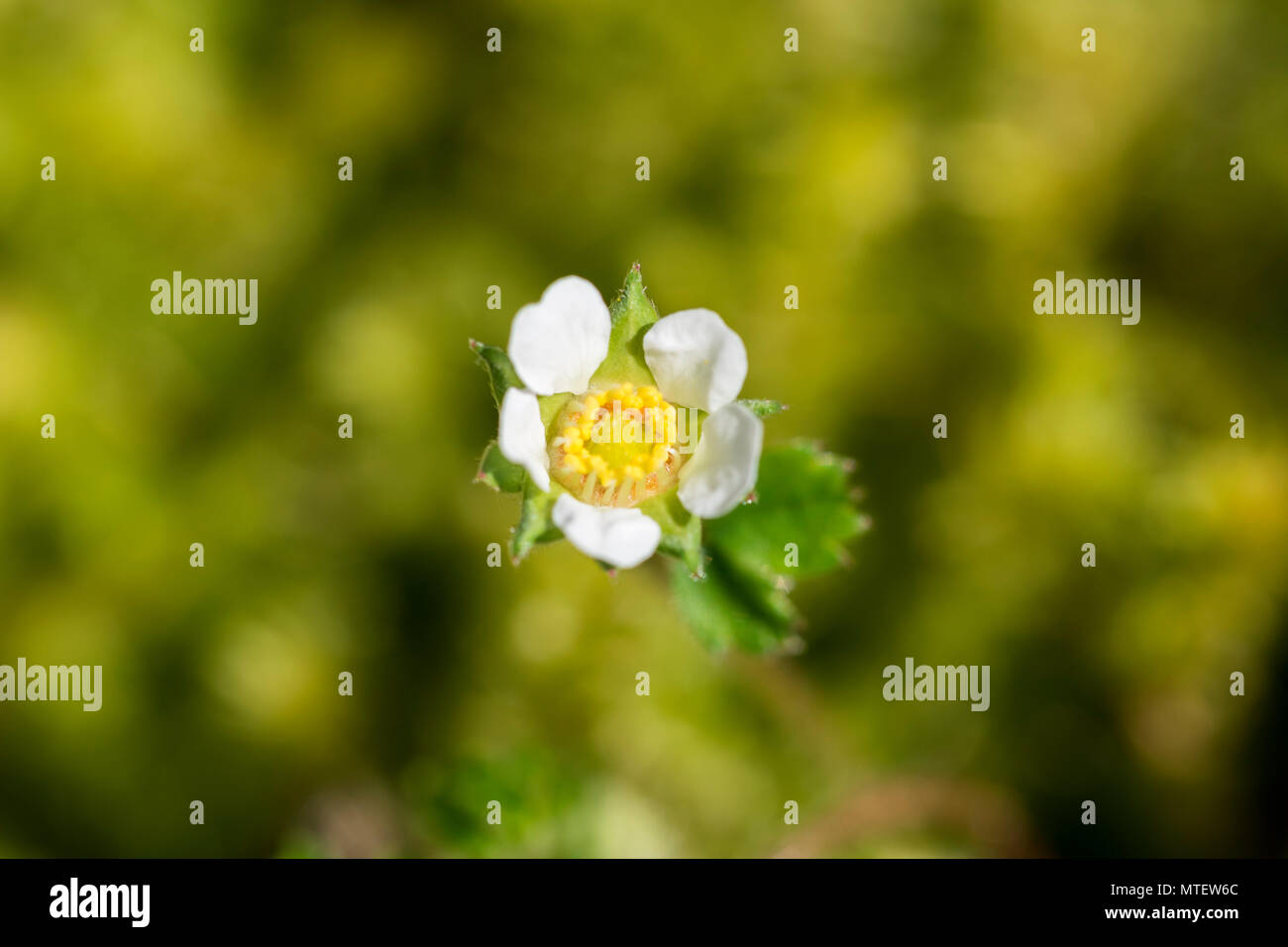 Fraisier sauvage fleur et fruit Banque de photographies et d’images à ...