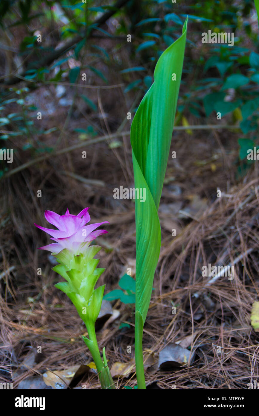Fleur De Curcuma Banque d'image et photos - Alamy
