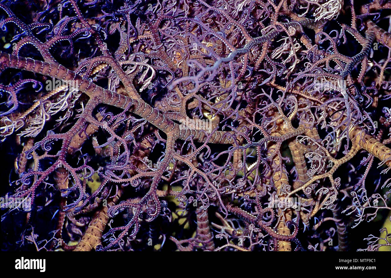 Astroboa nudi Banque de photographies et d’images à haute résolution ...
