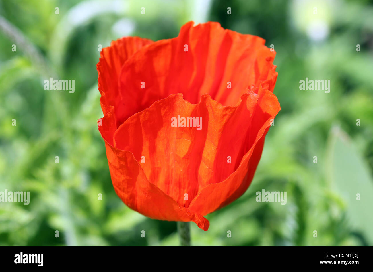 Gros coquelicot rouge Banque de photographies et d’images à haute ...