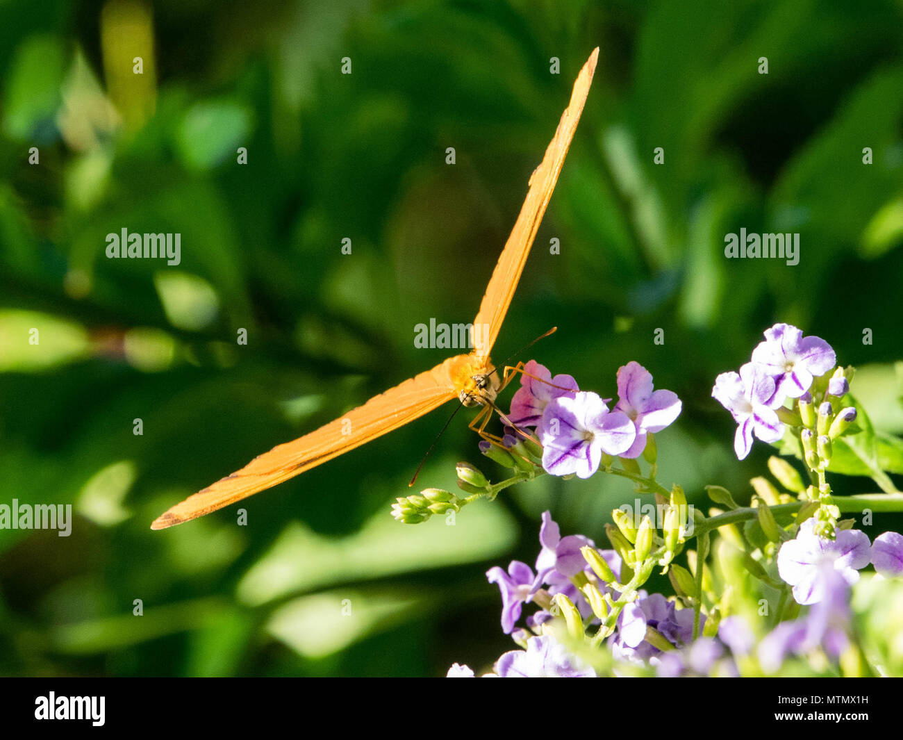 Papillons du costa rica Banque de photographies et d’images à haute ...