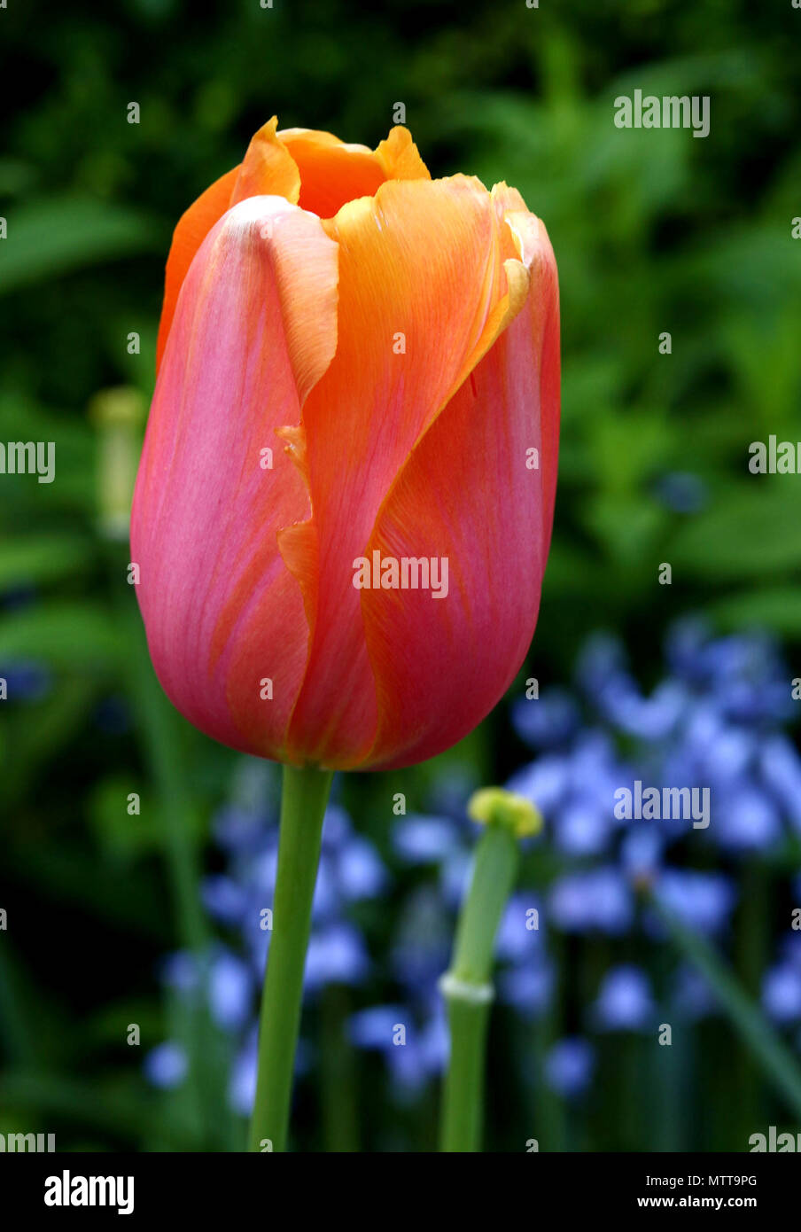 Tulipa orange brillant Banque de photographies et d’images à haute ...