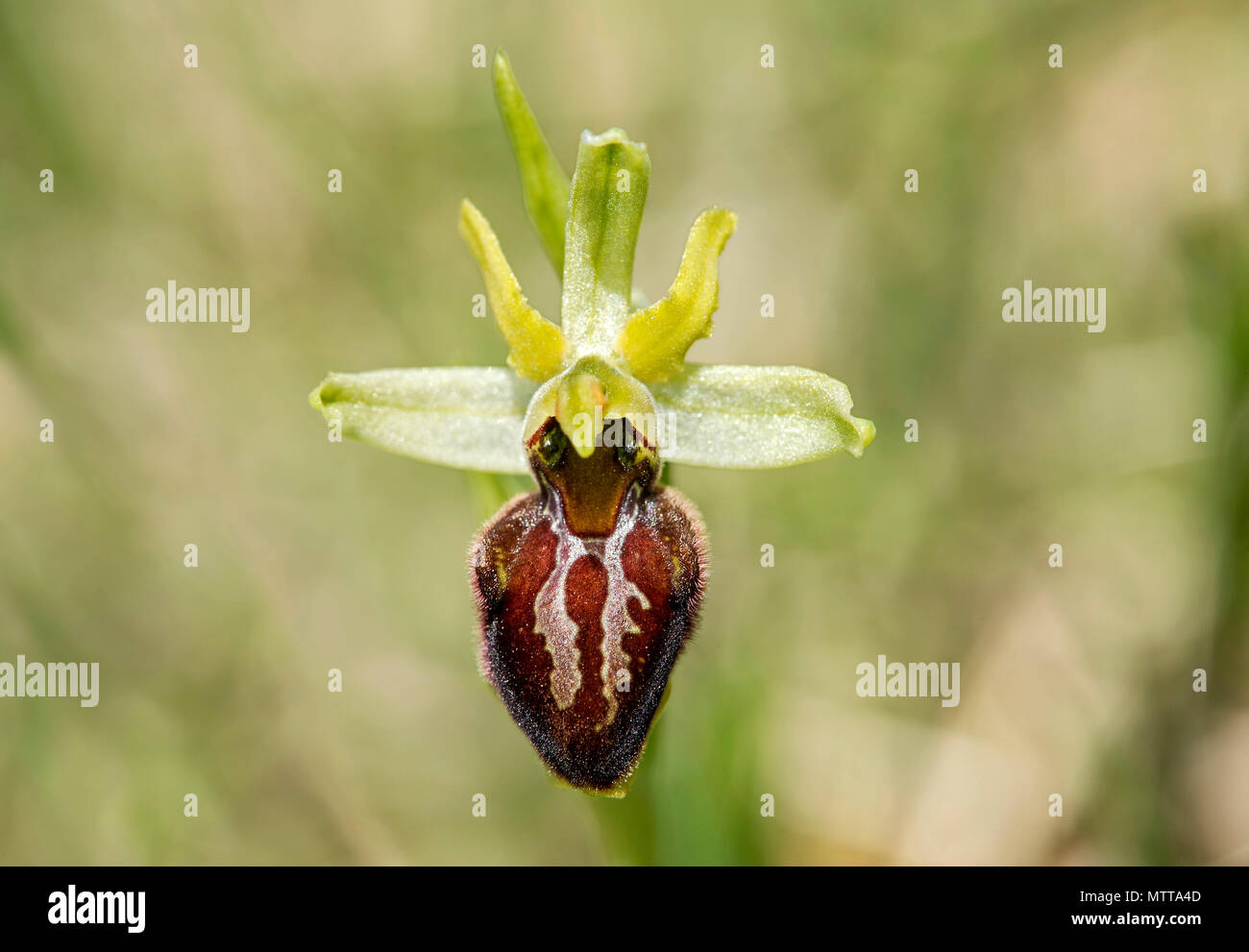 Fleur de la route l'orchidée araignée (Ophrys aranifera), un exemple de ...
