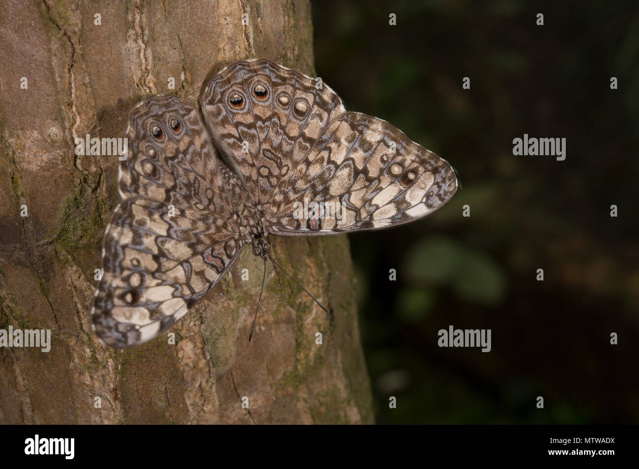 Gray cracker Banque de photographies et d’images à haute résolution - Alamy