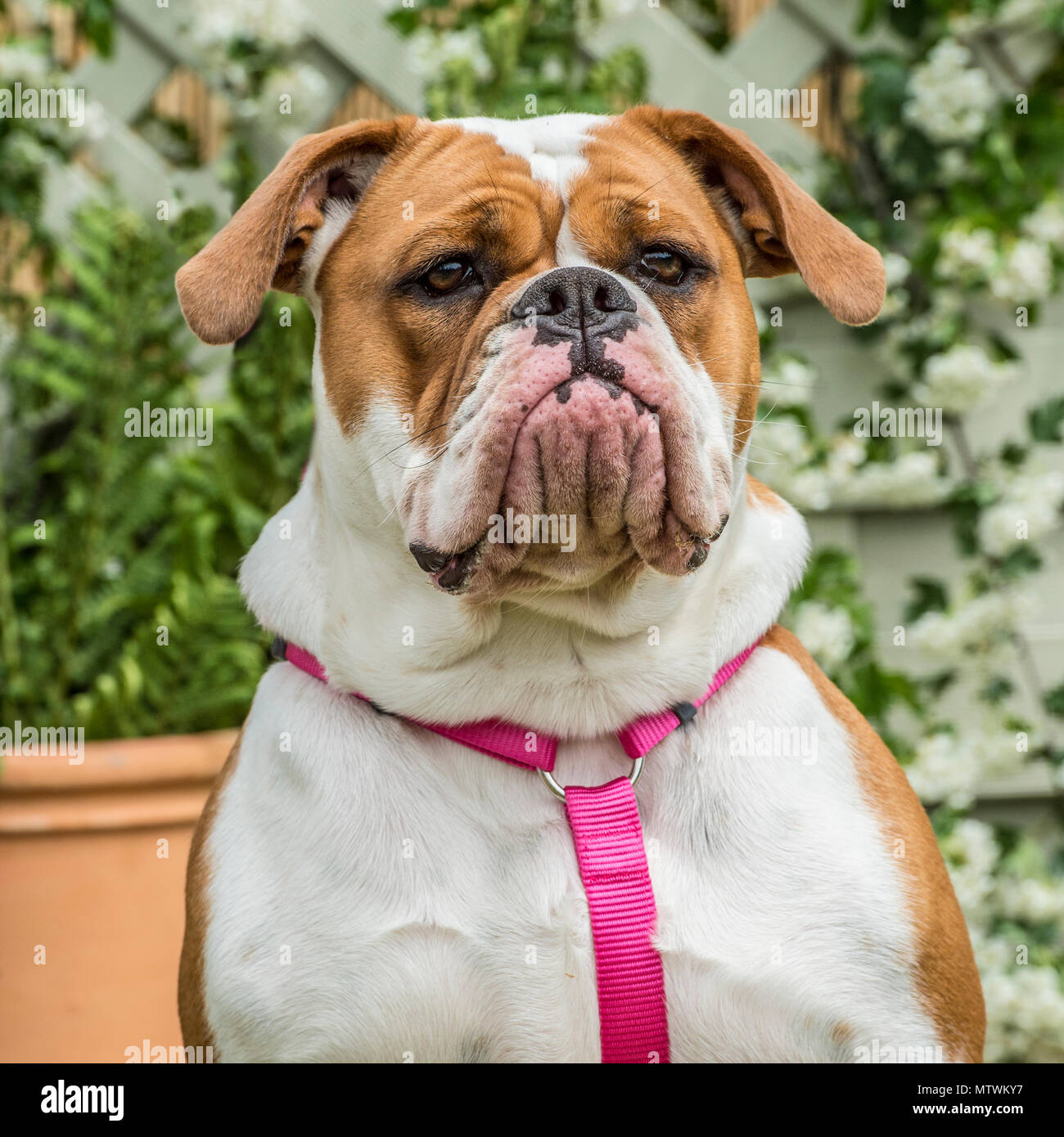 Scott american bulldog Banque de photographies et d’images à haute ...