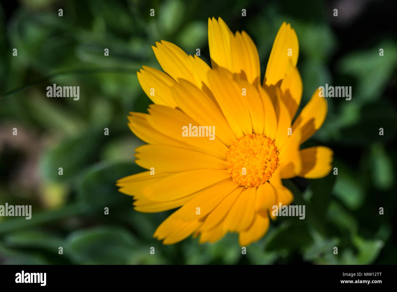 Calendula officinalis Banque de photographies et d’images à haute ...