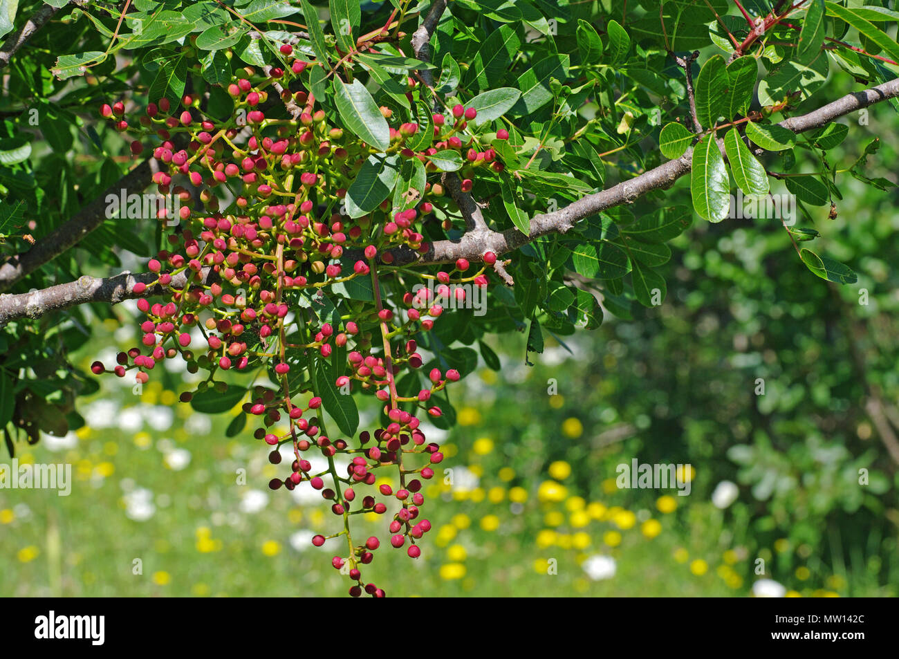 Pistacia terebinthus, l'arbre de la Térébenthine ou le térébinthe, avec ...