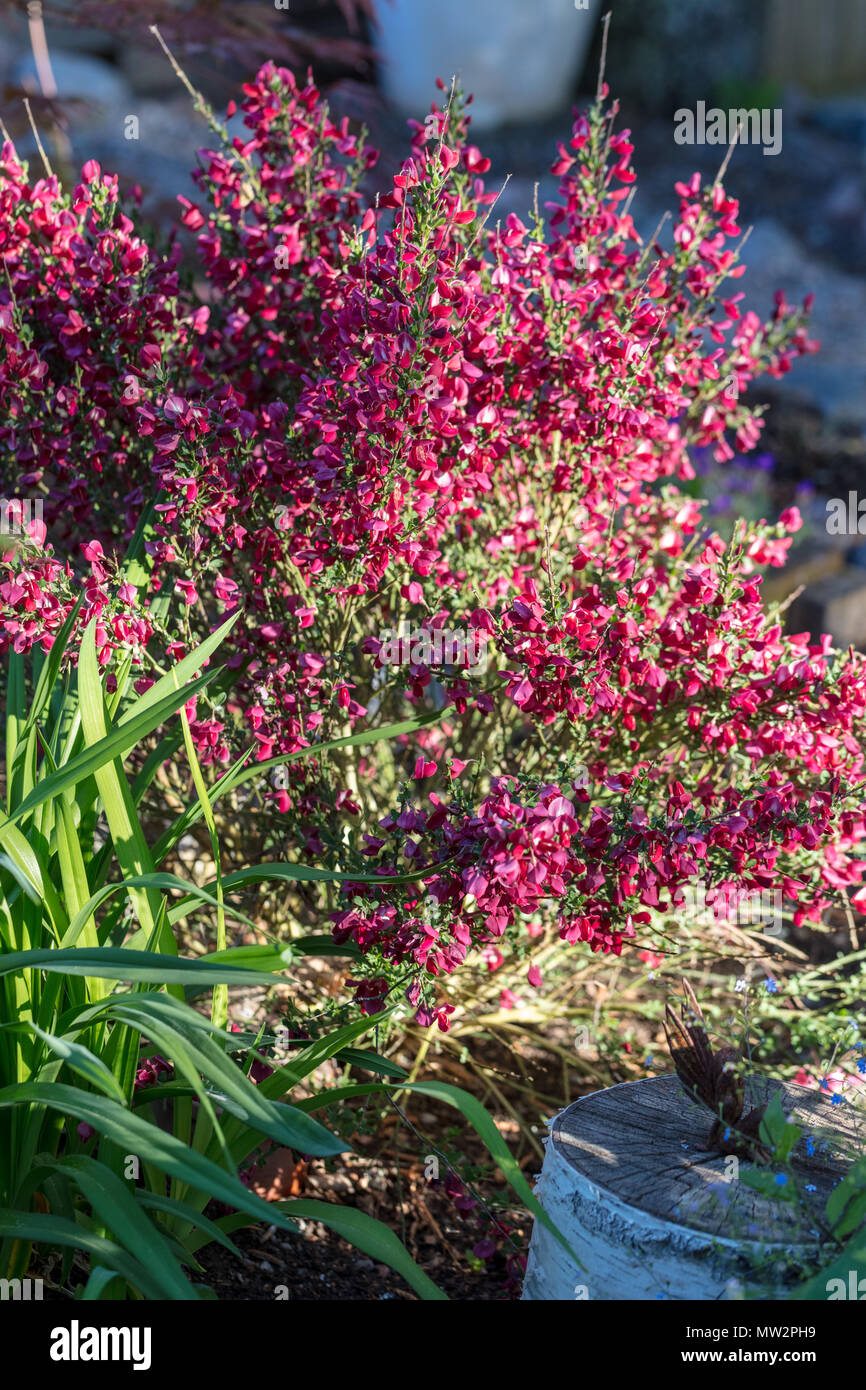 Cytisus boskoop ruby Banque de photographies et d’images à haute ...
