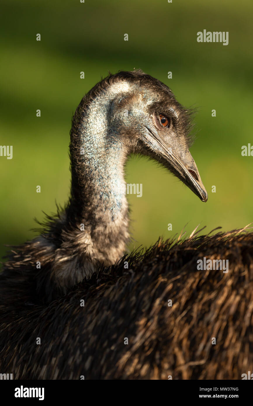 Faune Australienne Banque d'image et photos - Alamy