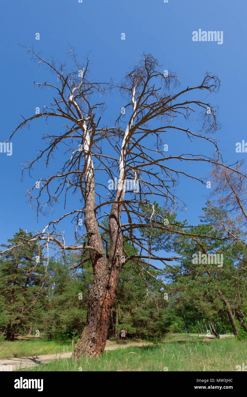 Grand arbre sec dans une forêt en bordure de forêt entouré par une ...
